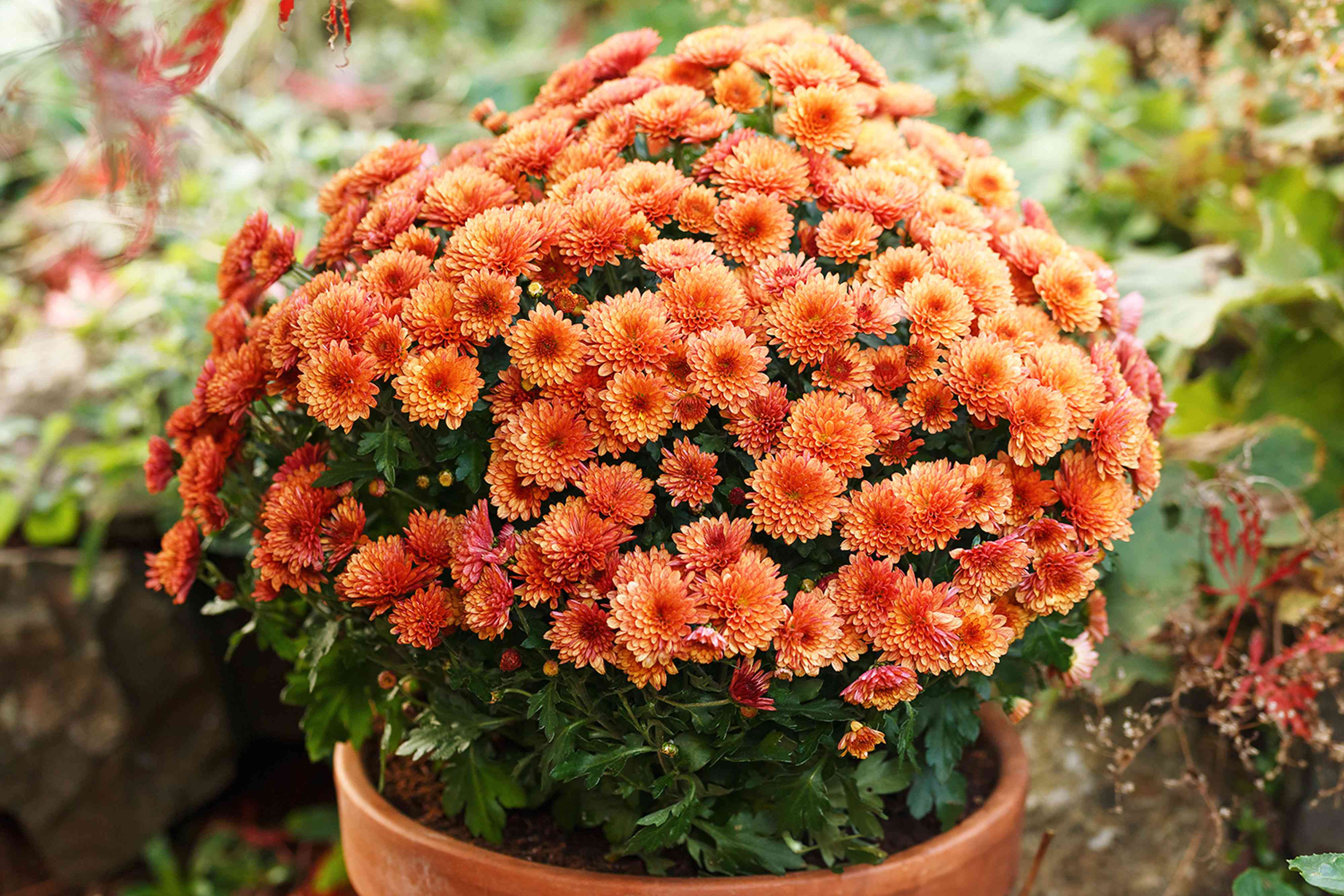 How to Keep Your Mums Blooming All Fall Long