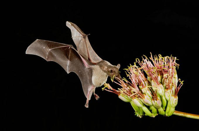 7 Fascinating Facts and Benefits of Bats