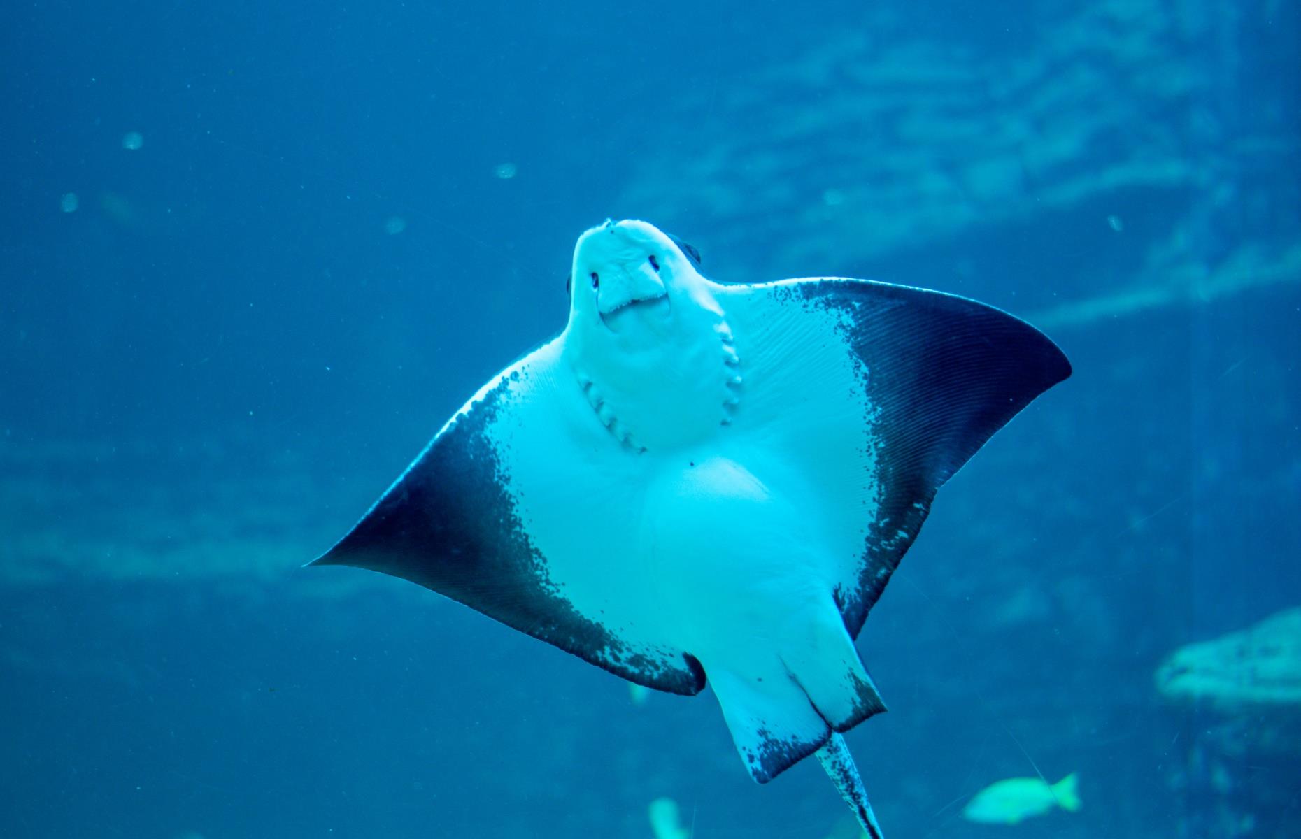 Ranked: The 30 DEADLIEST sea creatures lurking beneath the waves