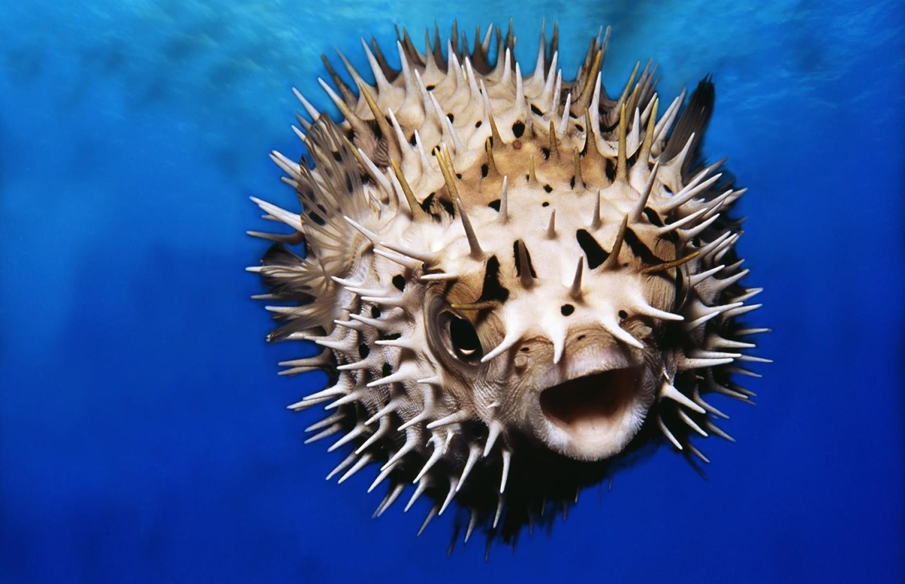 The world’s scariest sea creatures, ranked