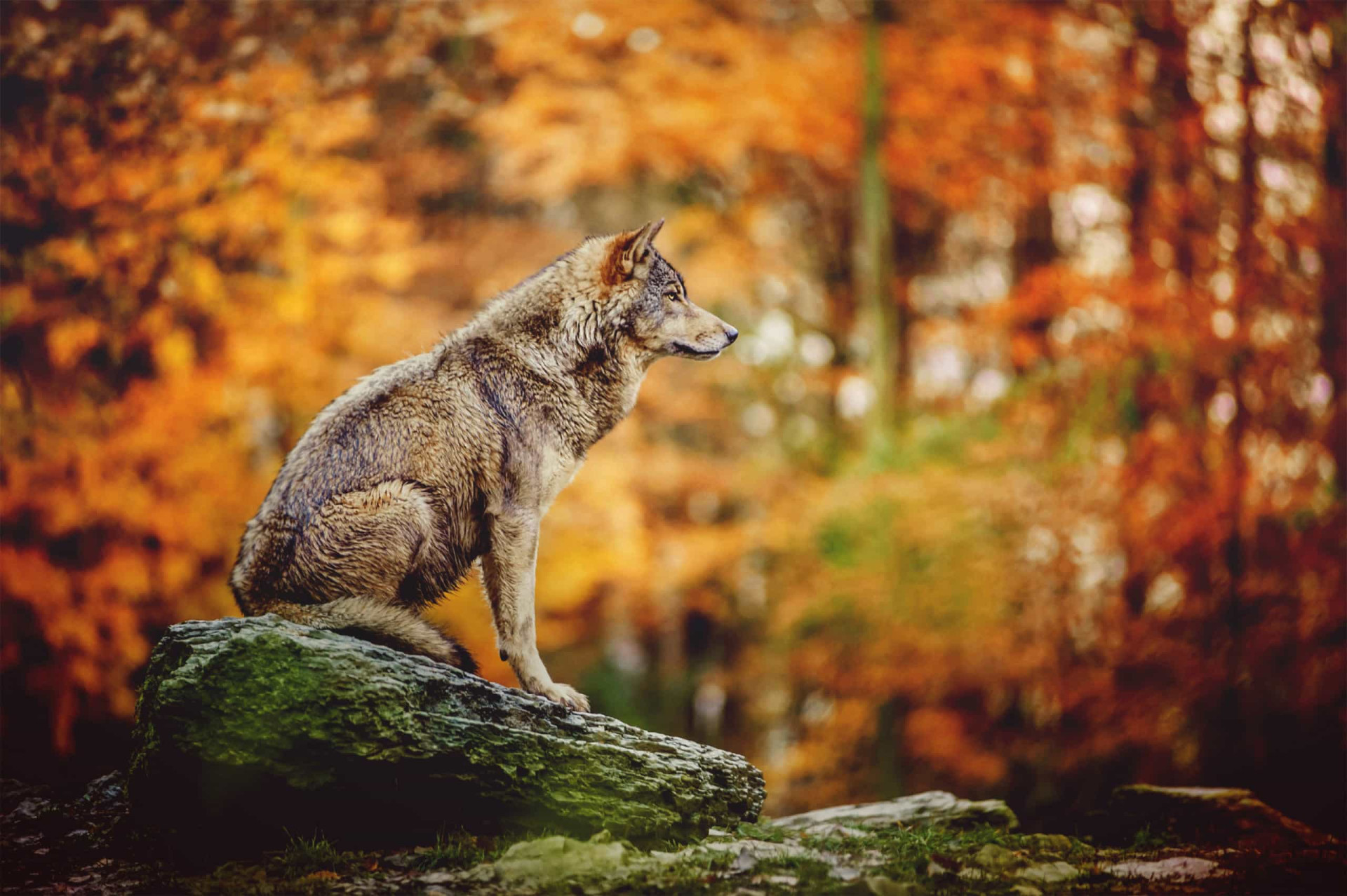 The wolf: one of the most misunderstood creatures