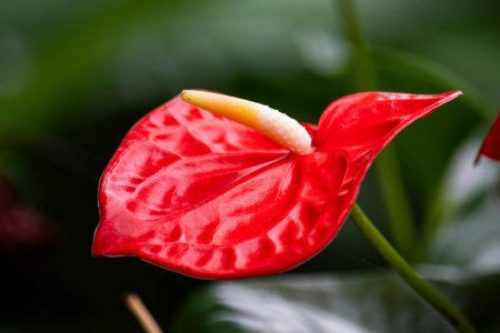 Anturie: naučte se, jak jí pomoci vykvést. Základem je správná péče