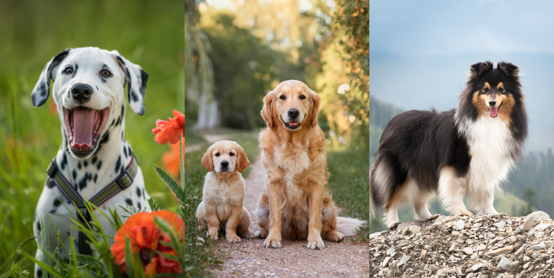 Quelles sont les races de chiens les plus mignonnes