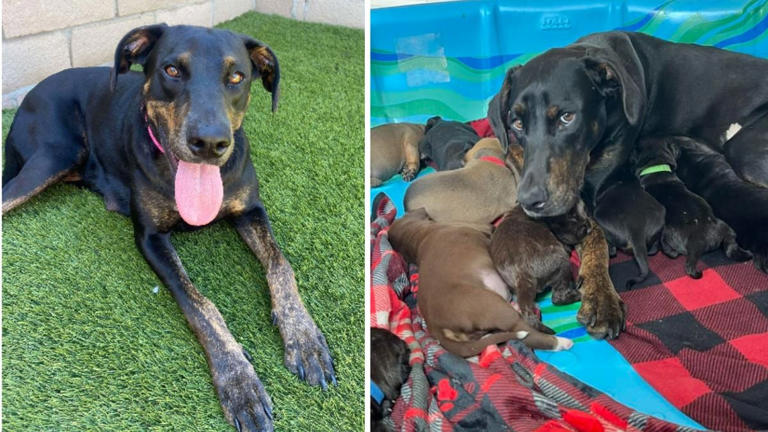 Brave Mama Dog Gave Birth Alone in a Shelter —Her 11 Pups Got Their Happy Ending, But She’s ...