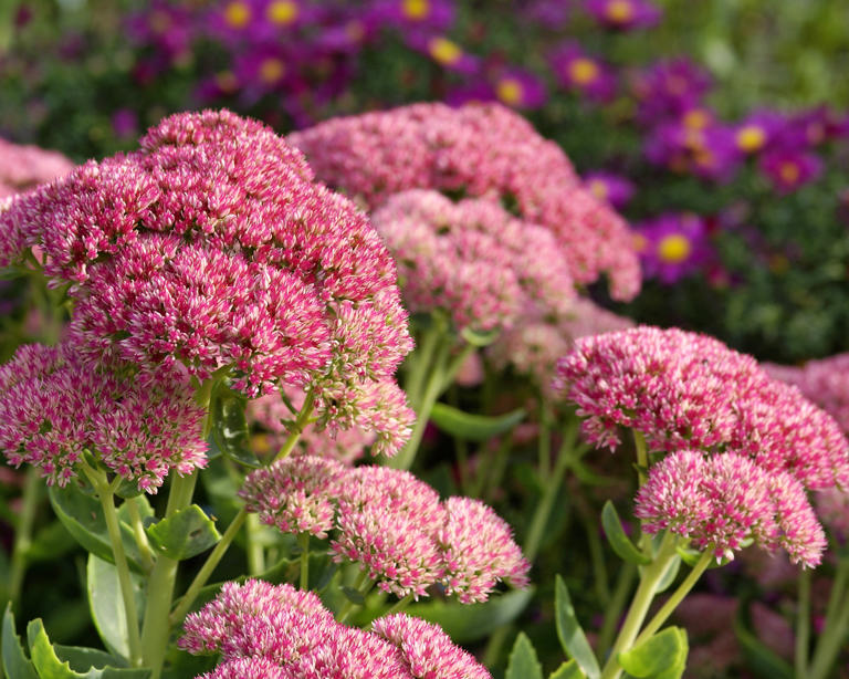 7 flowering perennials that thrive on neglect – for a beautiful "plant ...