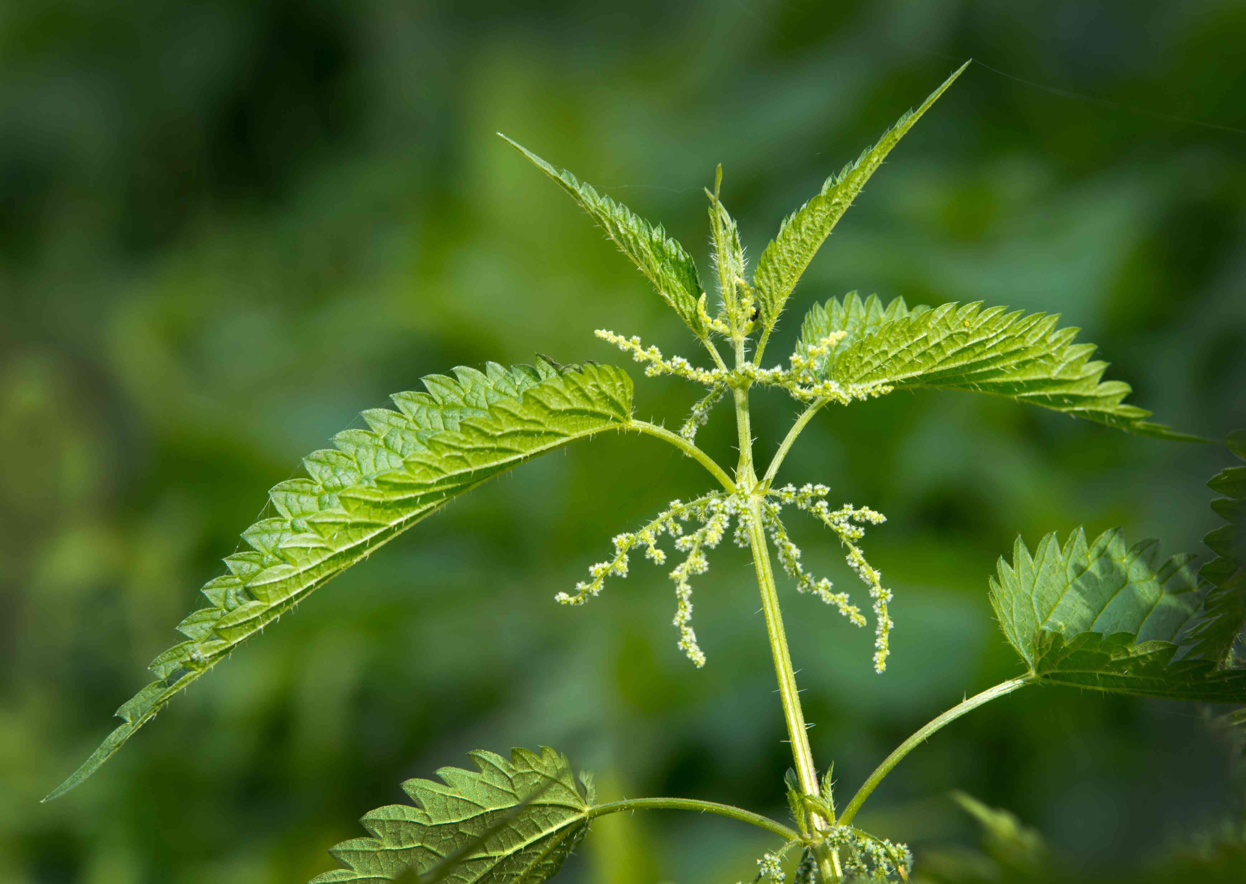 What Is Stinging Nettle? 5 Painless Ways to Get Rid of This Common Weed