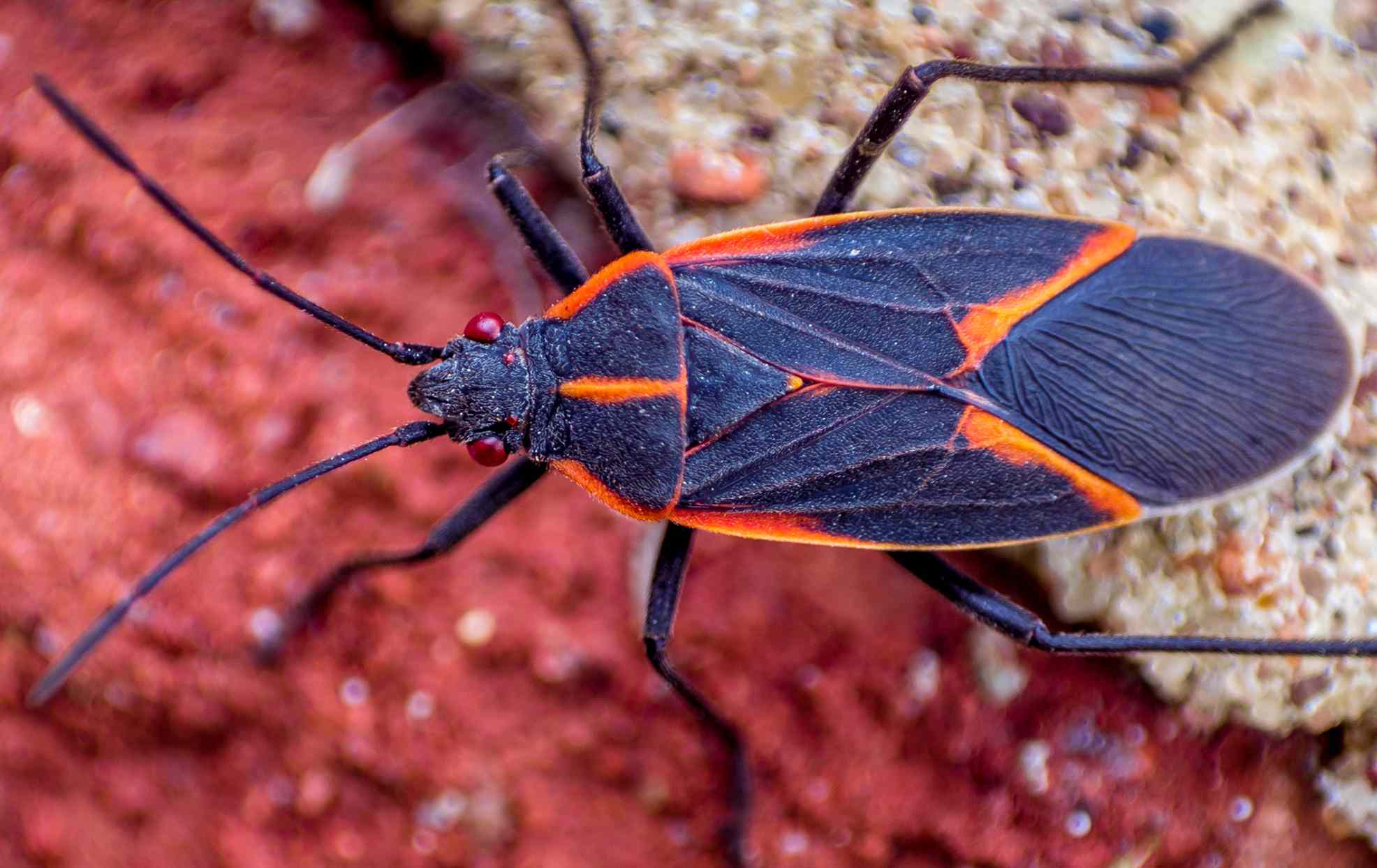 How to Get Rid of Boxelder Bugs