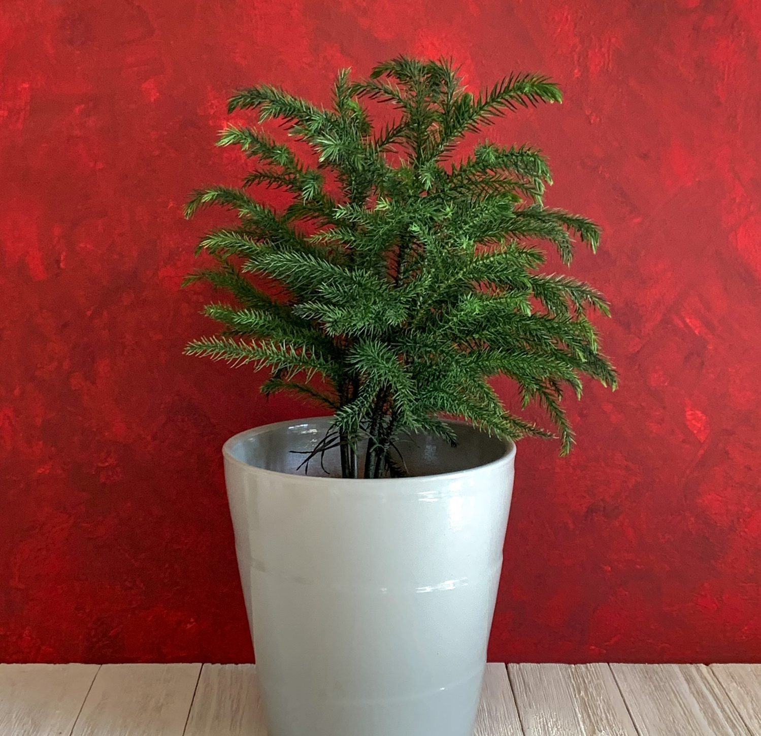 Top 10 Small Indoor Trees to Grow as Houseplants