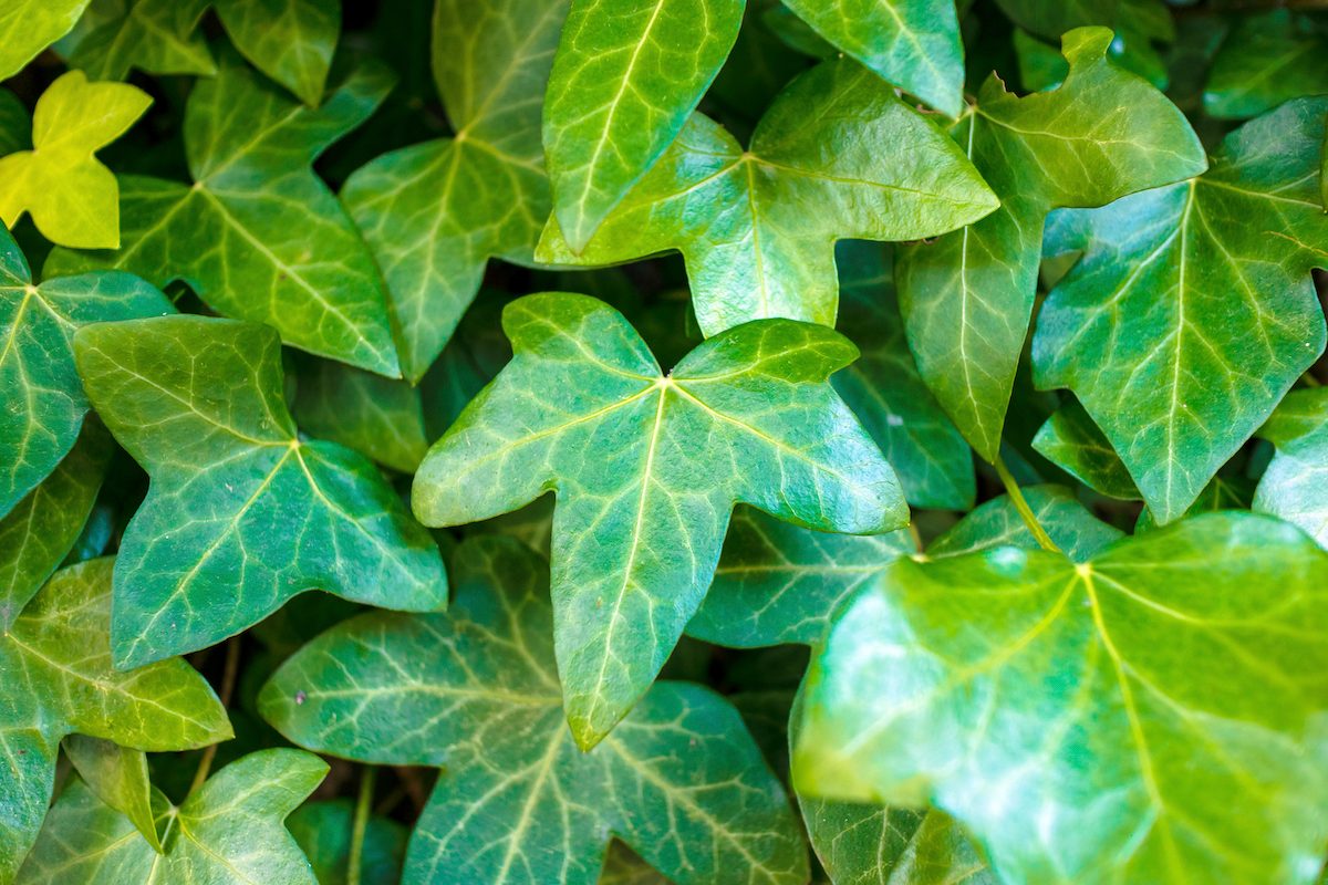 Boston Ivy vs English Ivy: What’s the Difference?