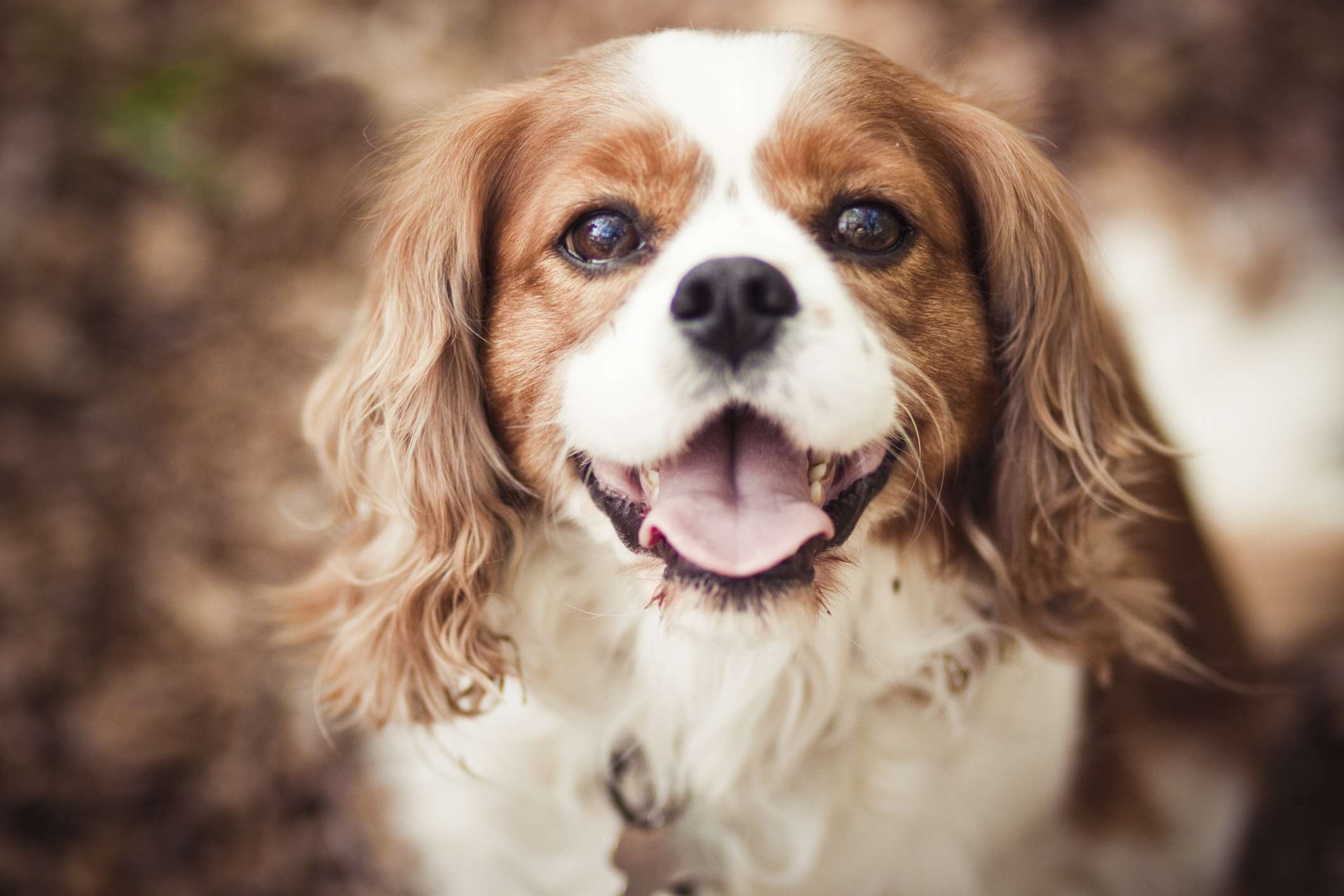 Cavalier King Charles Spaniel: Dog Breed Characteristics & Care