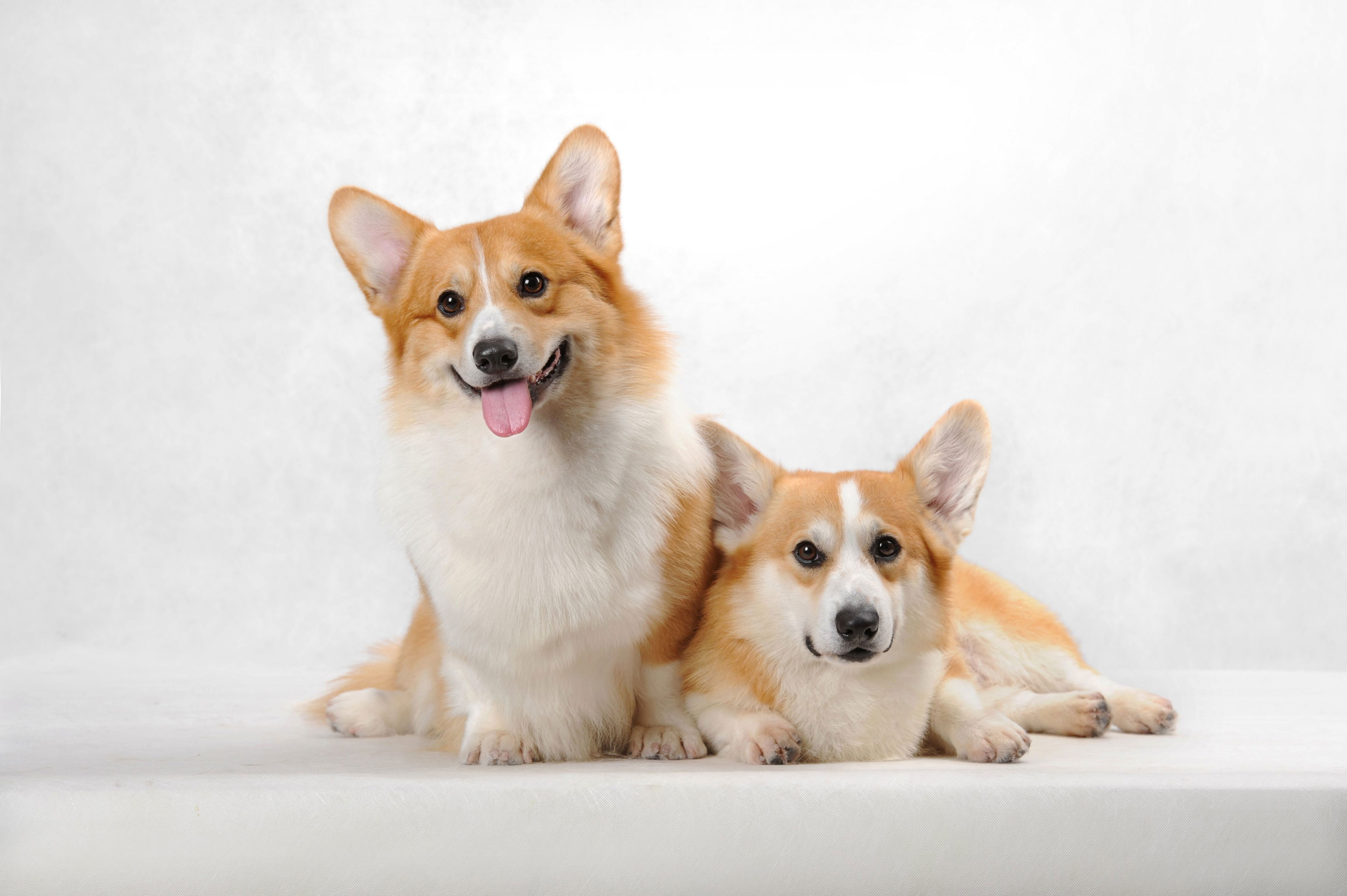 11 Adorable Corgi Mix Breeds That Are Too Cute for Words