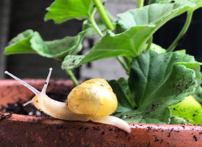 8 surprising snail facts you should know