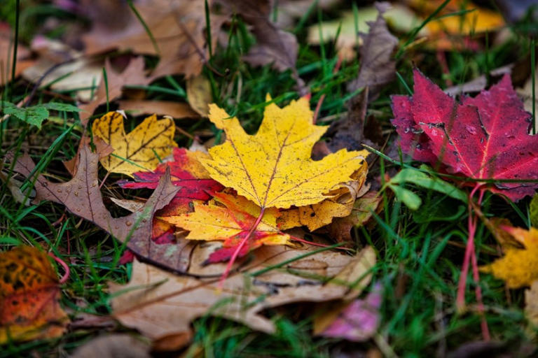 Where fall color is near peak: ODNR