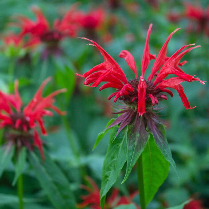 10 Perennials You Should Cut Back Every Fall (And 5 to Let Be)
