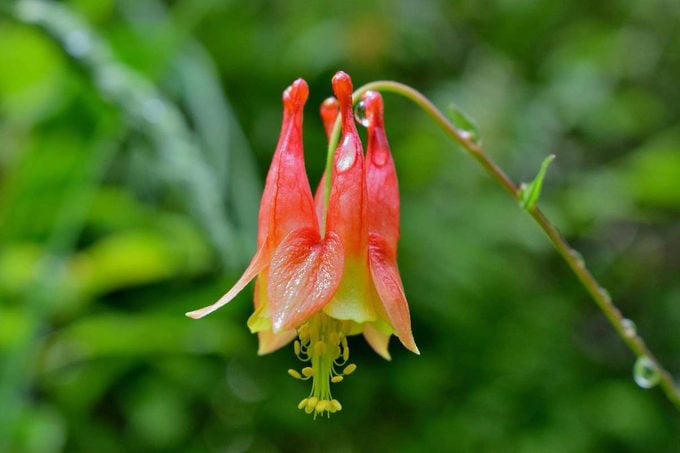 Top 15 Colorful Hummingbird Flowers to Grow