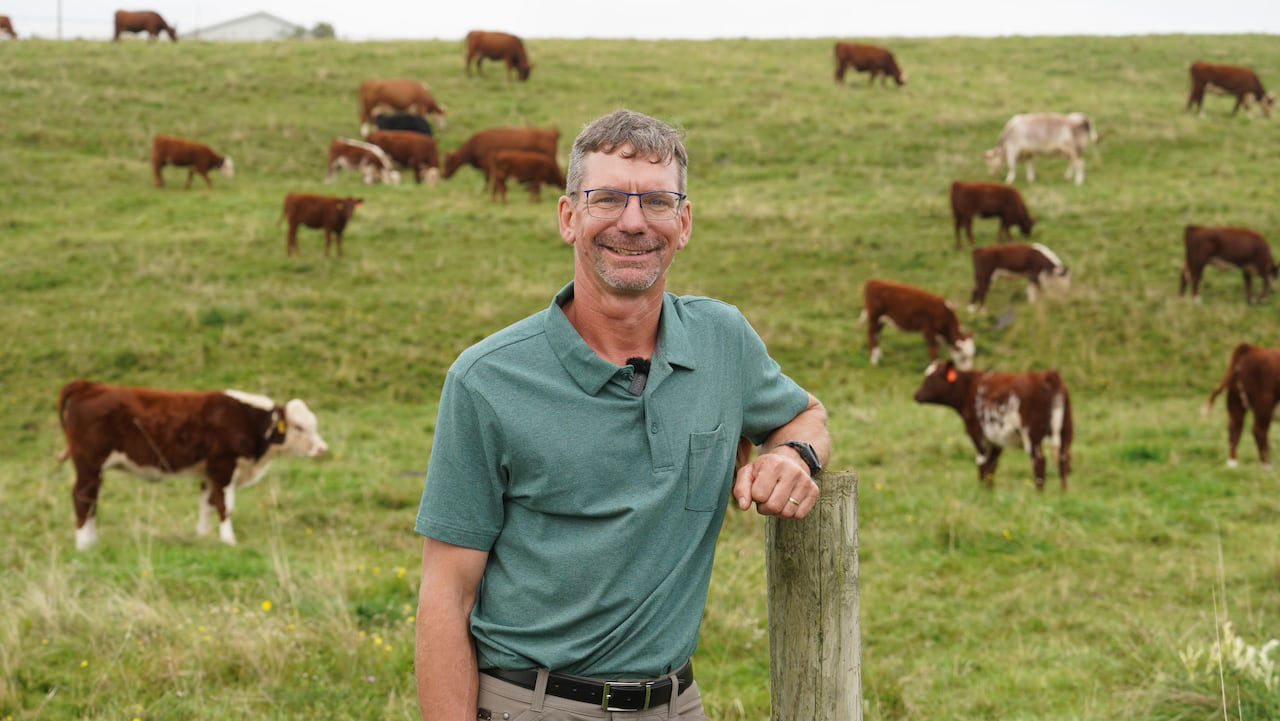 Kelp wanted: Why researchers are adding seaweed to cattle's diet Kelp wanted: Why researchers are adding seaweed to cattle's diet