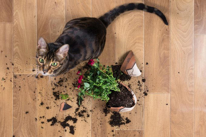 Decode Your Cat’s Behavior: 17 Cat Behaviors Explained