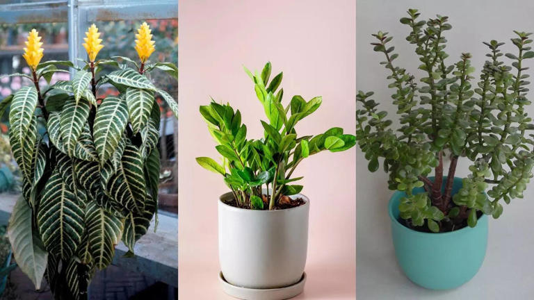 Transform your workspace with these 5 essential desk plants Transform your workspace with these 5 essential desk plants