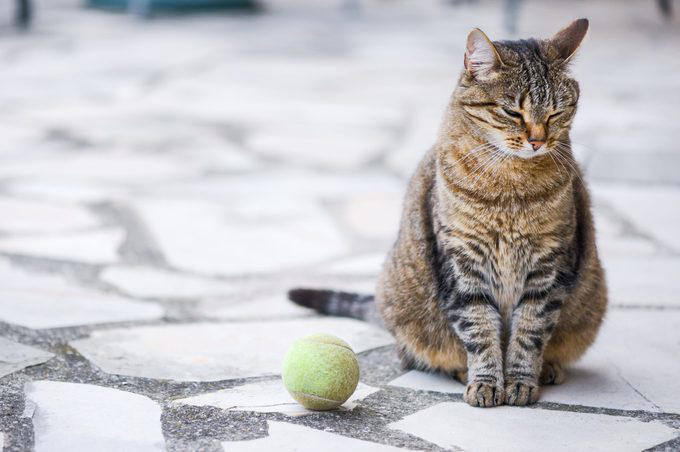Decode Your Cat’s Behavior: 17 Cat Behaviors Explained