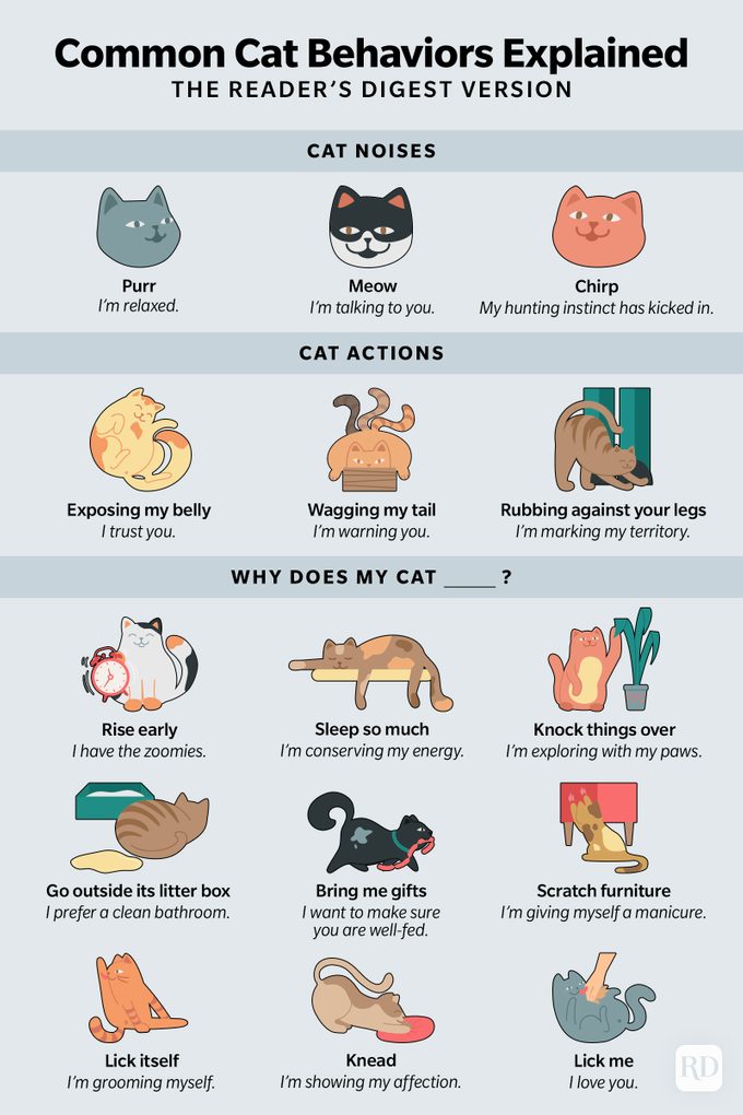 Decode Your Cat’s Behavior: 17 Cat Behaviors Explained