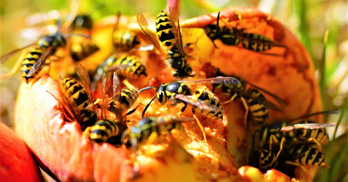 Why some wasps attack on sight — and how to stop them