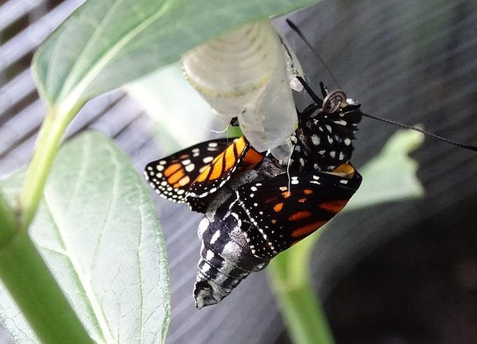 Monarch Butterfly Life Cycle Stages: From Egg to Caterpillar