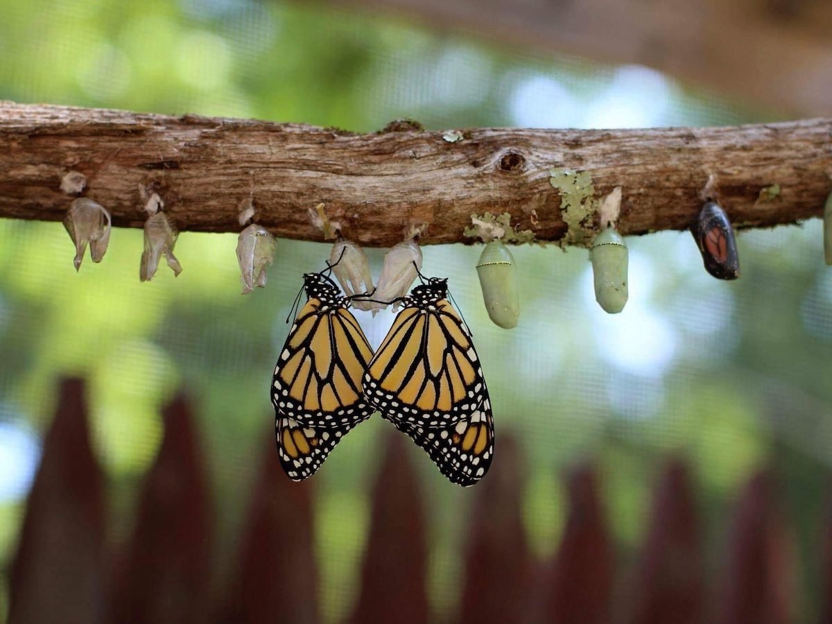 Monarch Butterfly Life Cycle Stages: From Egg to Caterpillar