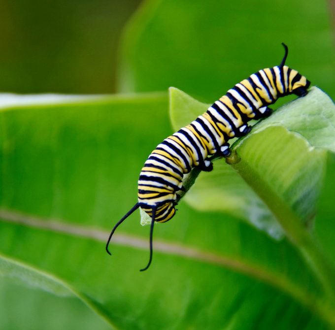 Monarch Butterfly Life Cycle Stages: From Egg to Caterpillar