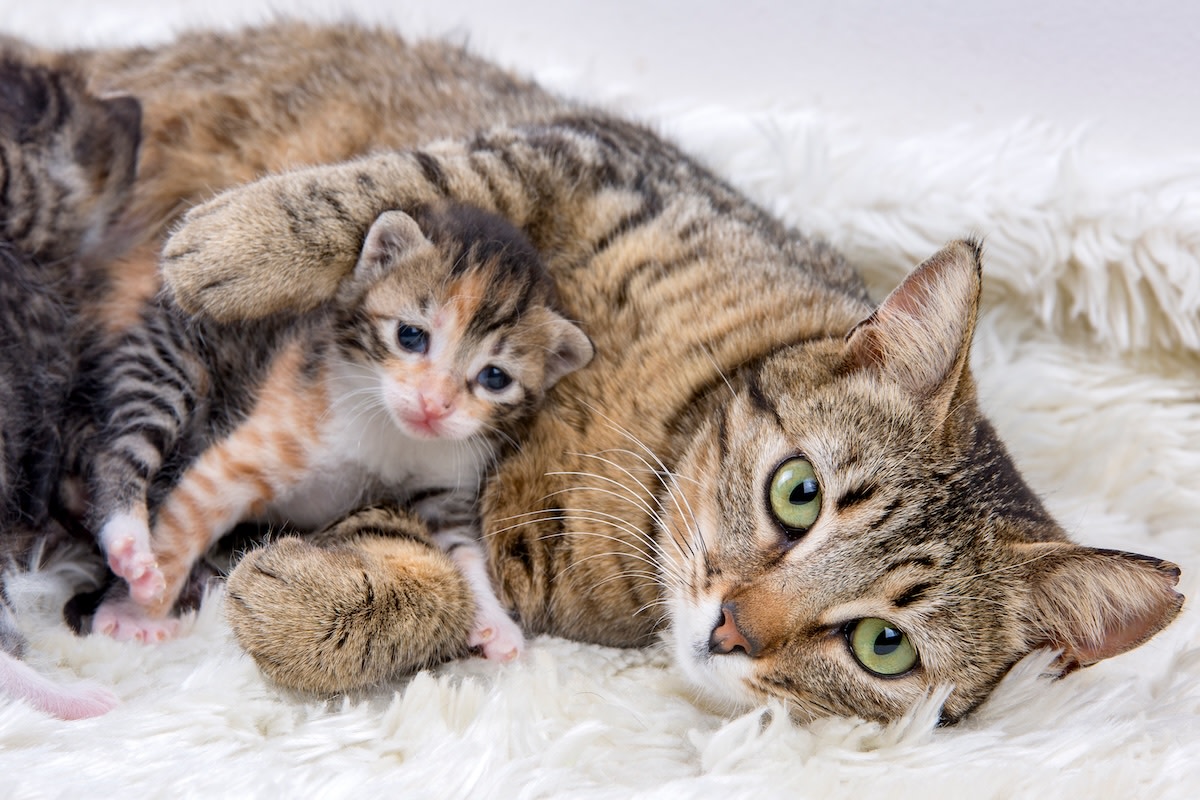Tabby Cat Stuns Everyone by Caring for an Unbelievable Number of Kittens