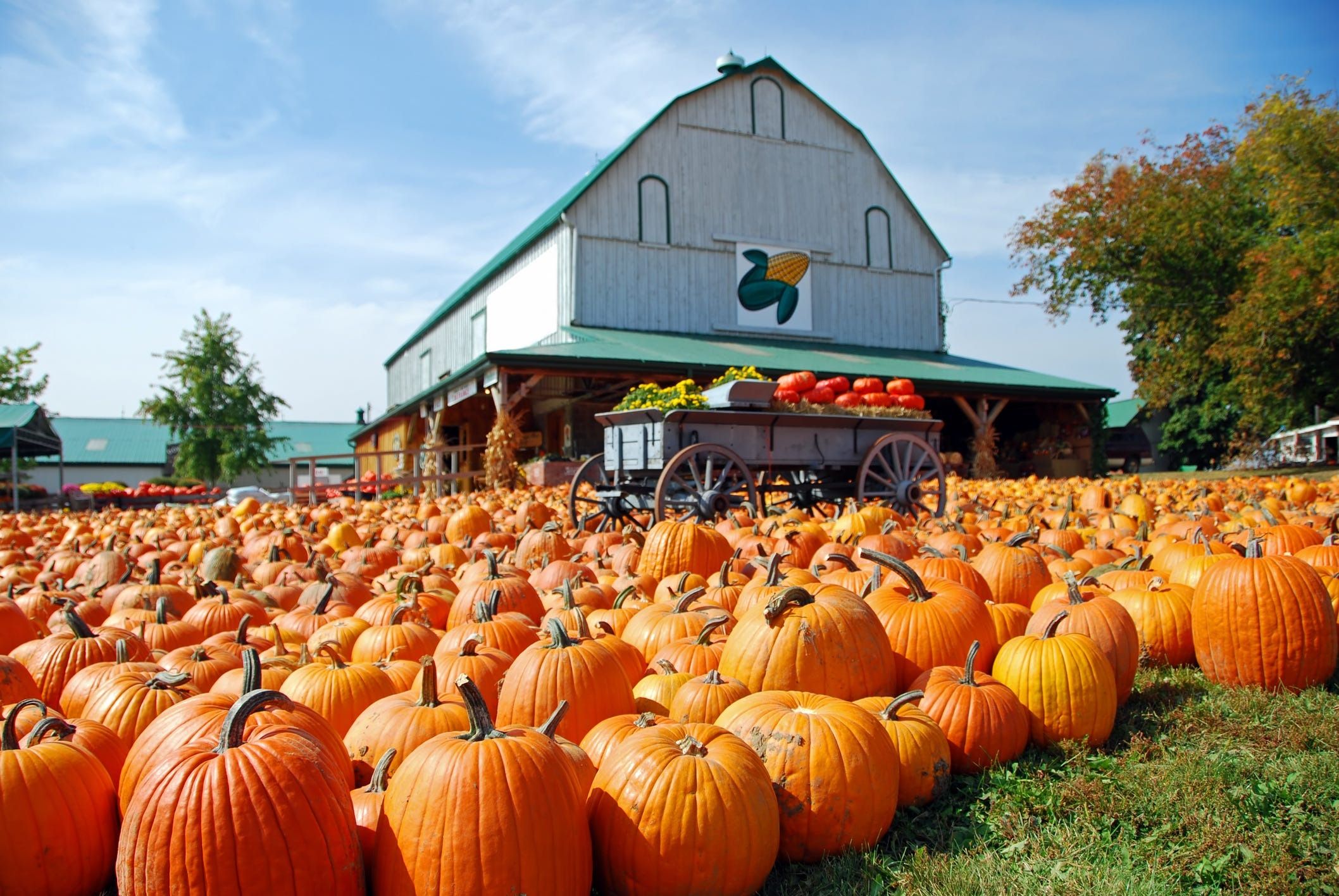 This October, Visit One of These Beautiful Pumpkin Patches