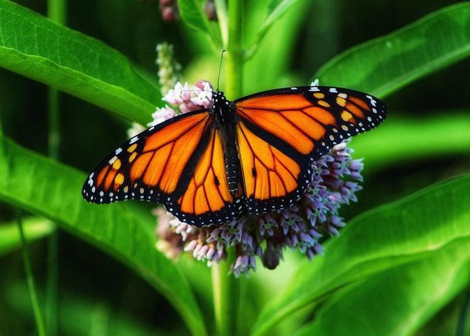 Monarch Butterfly Life Cycle Stages: From Egg to Caterpillar