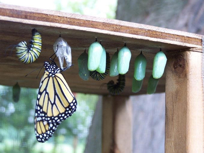 Monarch Butterfly Life Cycle Stages: From Egg to Caterpillar