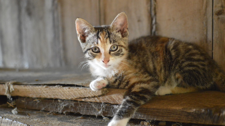 Gentle Cow's Sweet Fascination With Barn Kittens Couldn't Be More Perfect