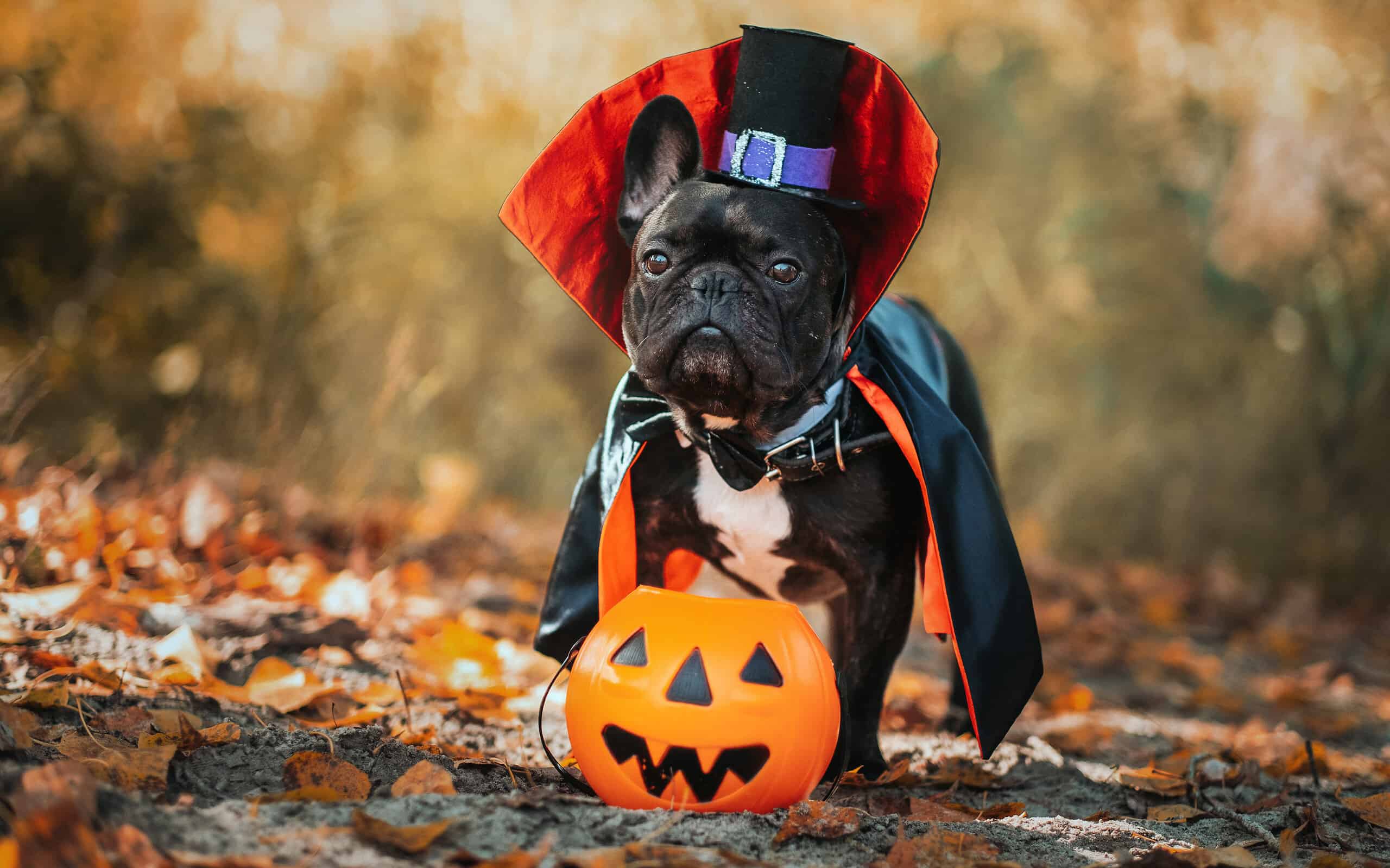 11 Grumpy Yet Adorable Pets In Halloween Costumes