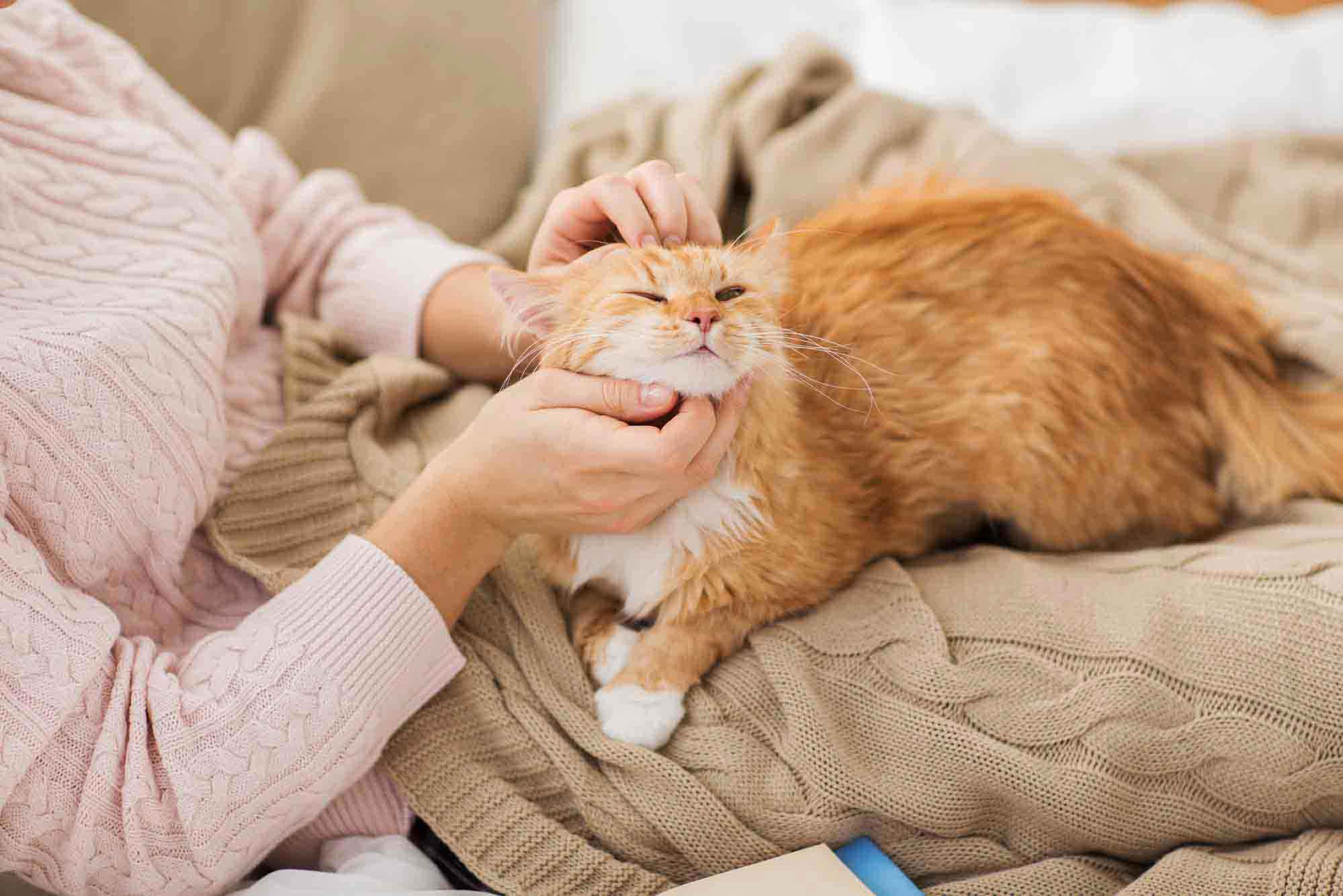 15 Signs Your Cat Needs More Love