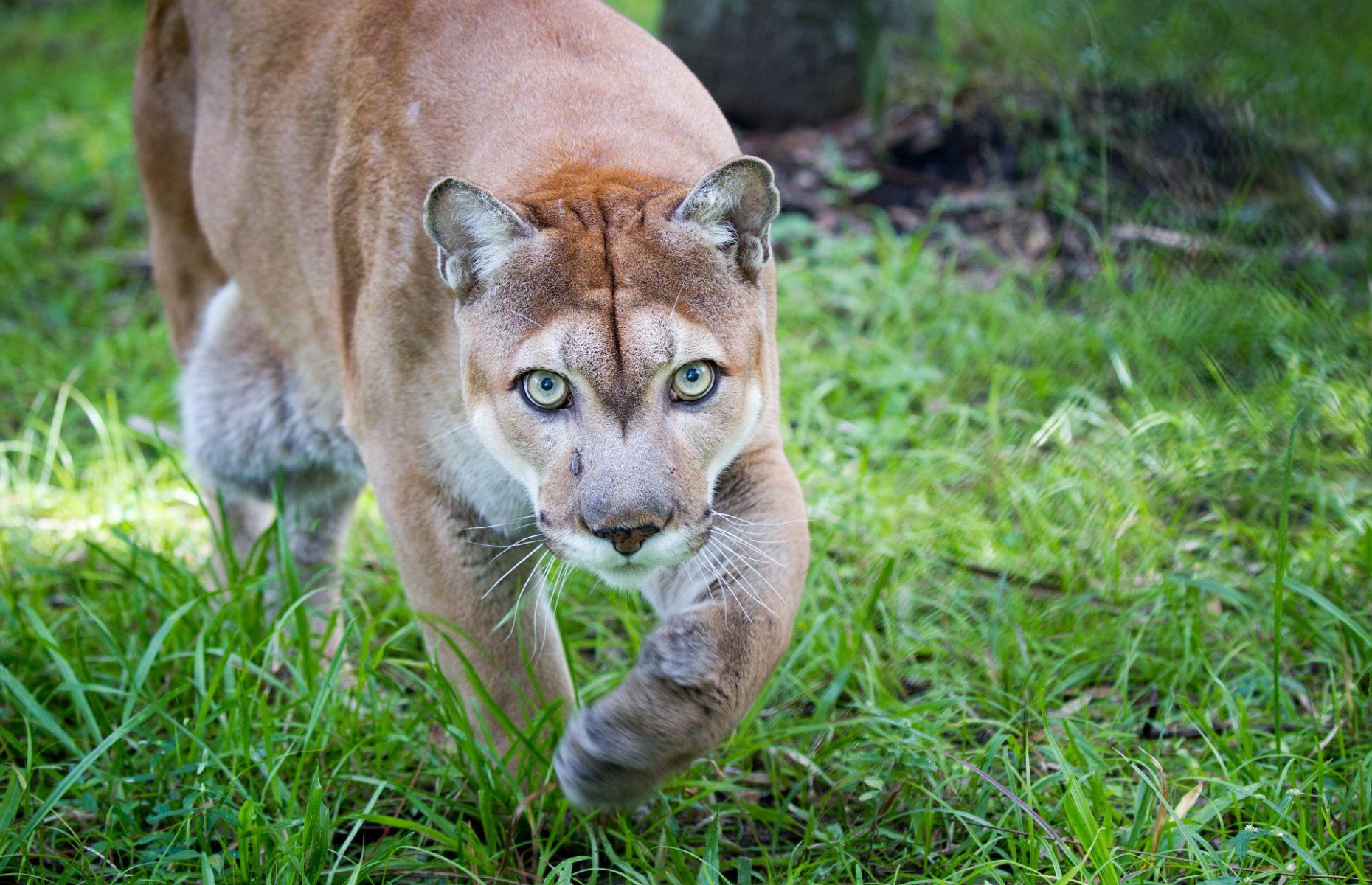 30 Incredible Animals That Roam America's National Parks