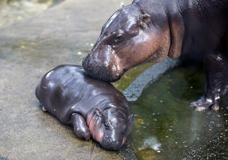 Moo Deng: Why is the internet obsessed with a viral baby hippo?