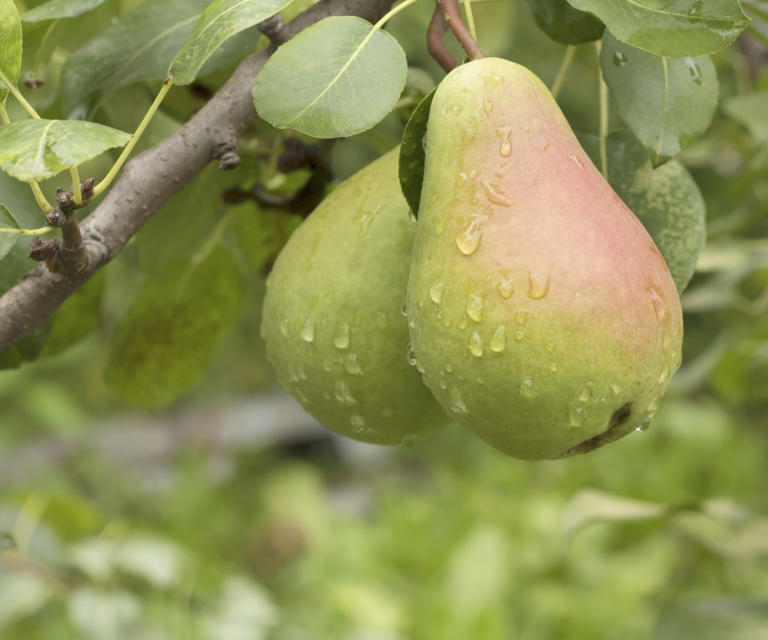How to grow a pear tree – an expert guide to healthy and productive ...