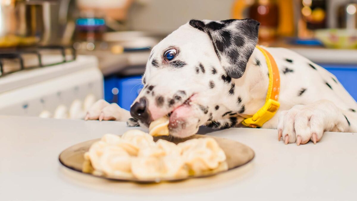 7 Tips To Stop Your Dog From Stealing Food Off The Table