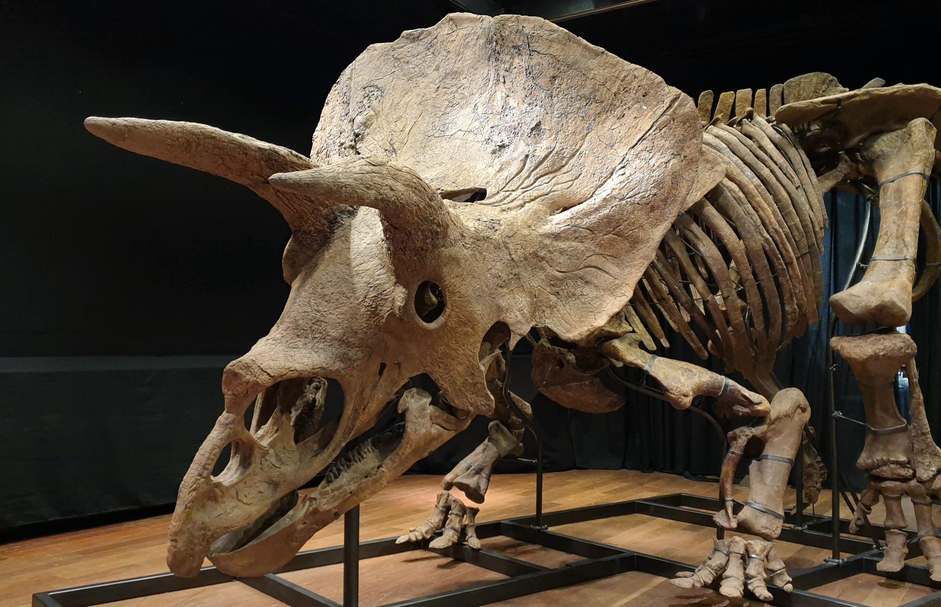 40 incredible extinct creatures that once ruled our planet