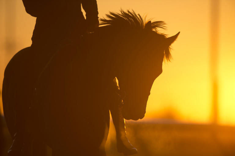 Don’t Horse Around When It Comes To Bumps: Understanding Equine Skin Tumors