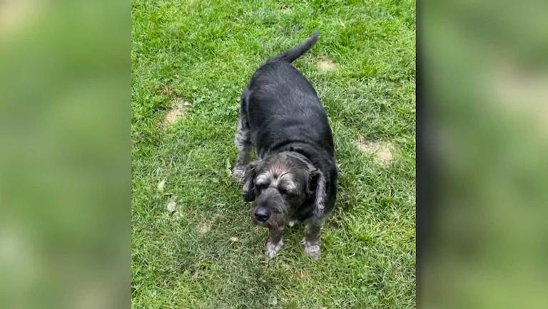 The search for Lucky the dog continues: Man now sentenced for ...