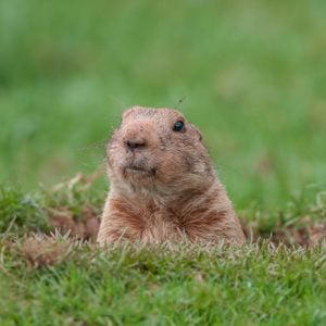 Here’s why we celebrate Groundhog Day in the first place