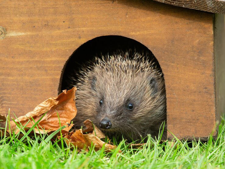 Igel im Garten: Mit diesen Tricks lockst du ihn in dein Igelhaus