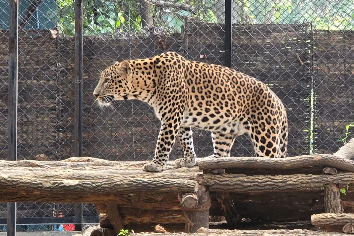 CZA allows Odisha zoo to pair man-eating leopard with captive female ...