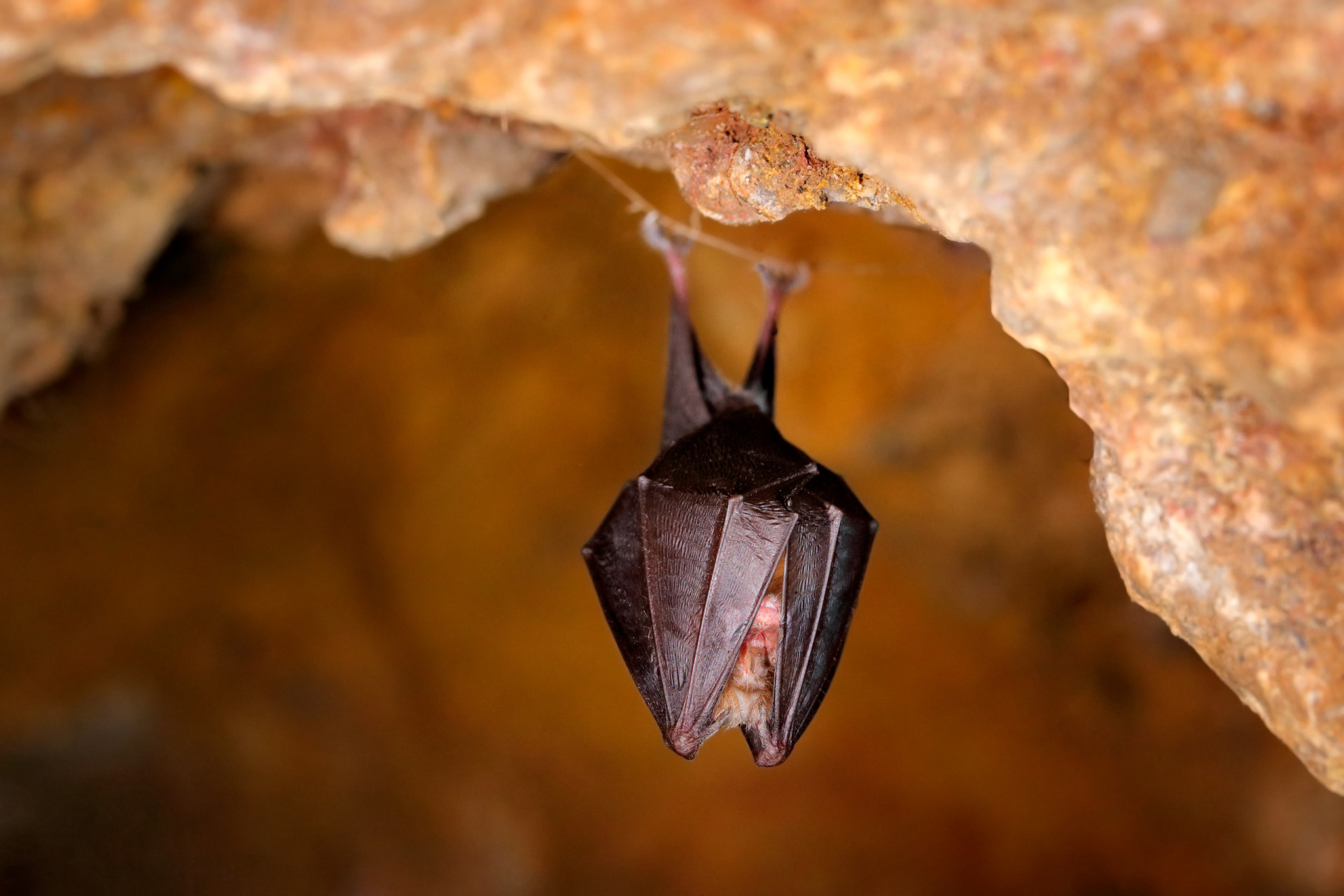 The hidden WWII tunnels where bats go to hibernate