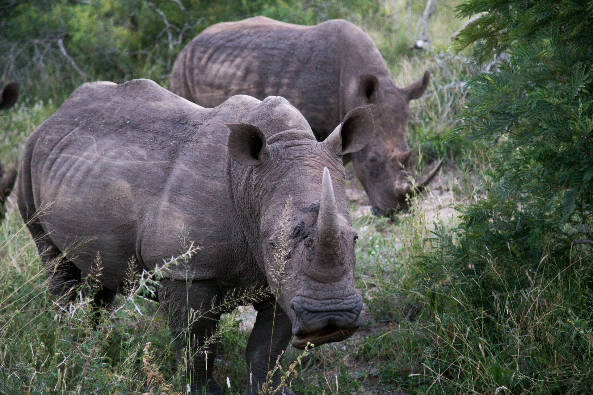 How scientists are bringing animals back from extinction