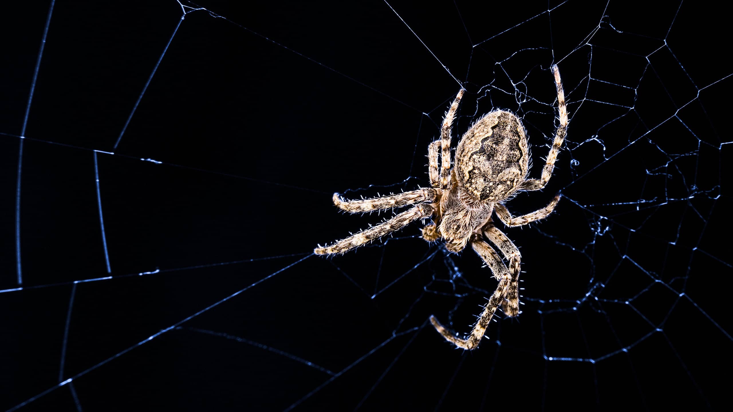 The Fascinating Science Behind Why People Are Afraid of Spiders