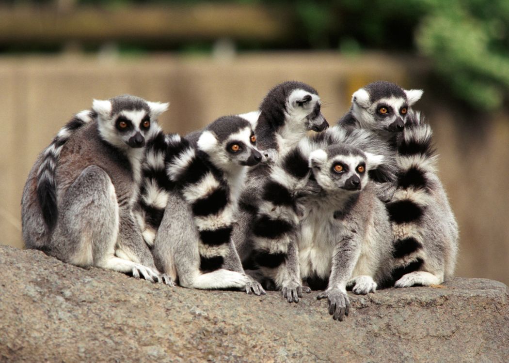 These Are the Best Zoos in the USA — How Many Have You Visited?