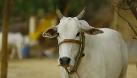Karnataka: Pregnant Cow Beheaded, Stomach Ripped Off, Calf Mutilated In ...